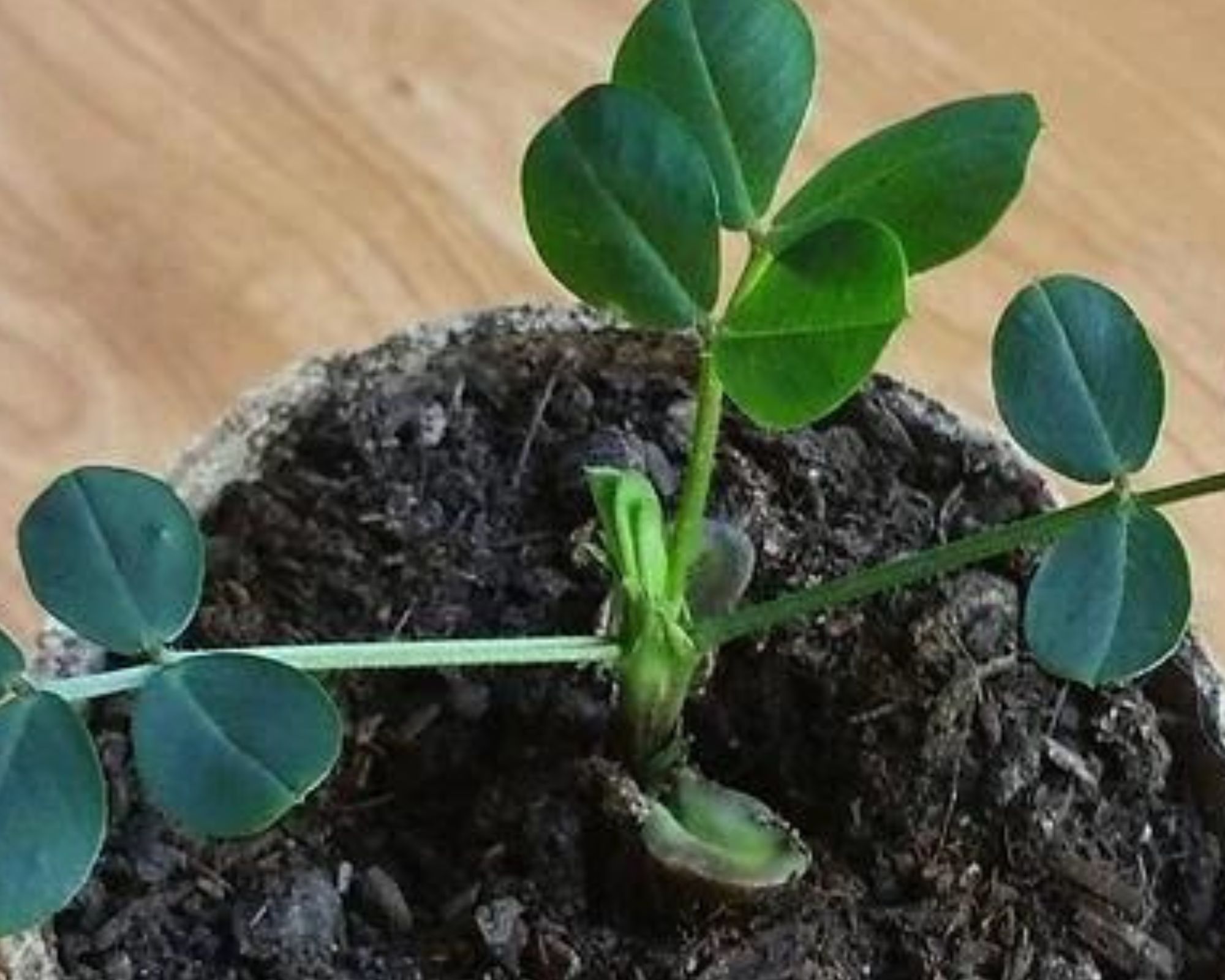 Peanut Growing in Pots: Easy Steps for Success - Complete Gardening