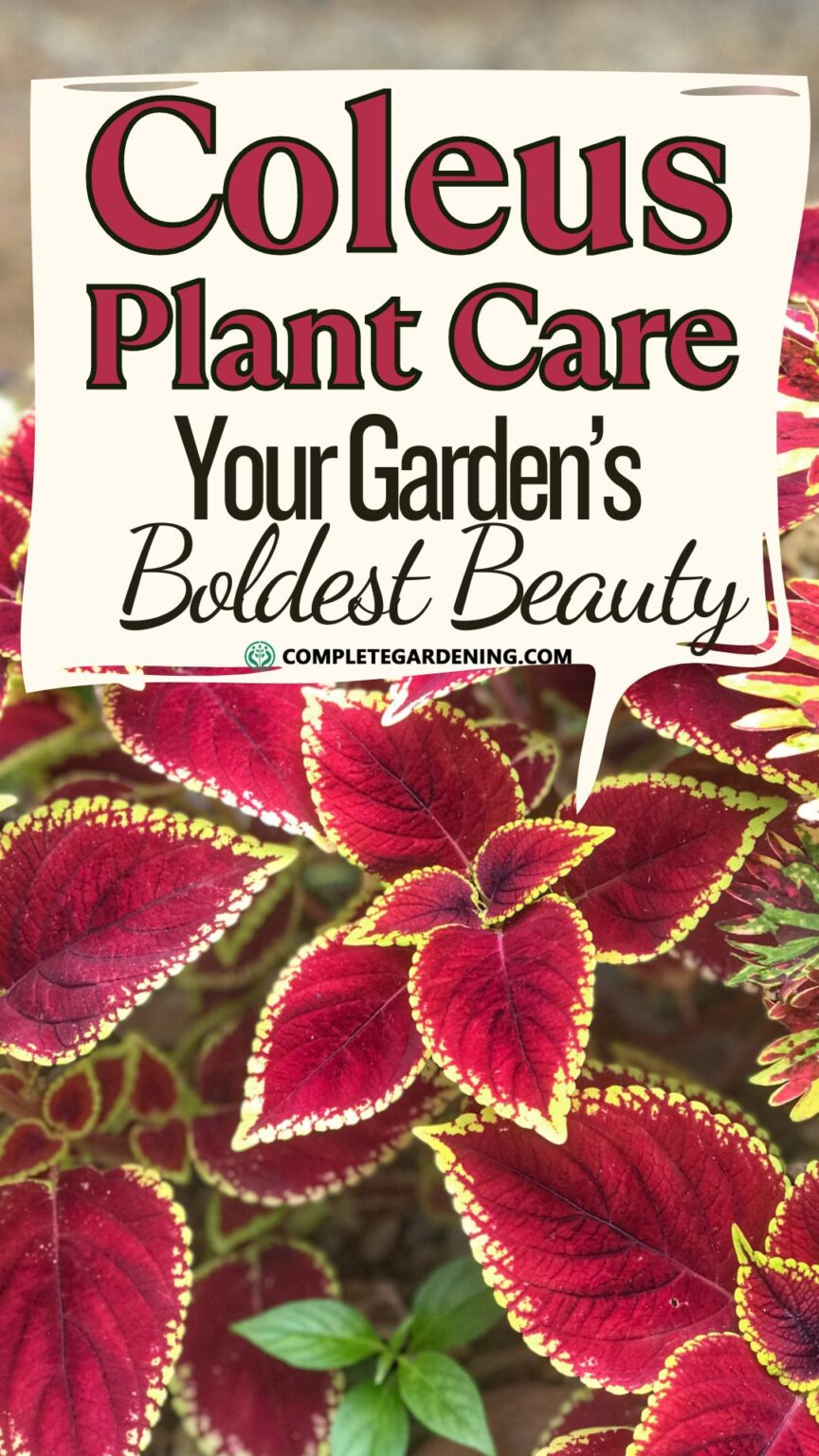Coleus Plant Care: Unlock the Potential of Your Garden’s Boldest Beauty ...