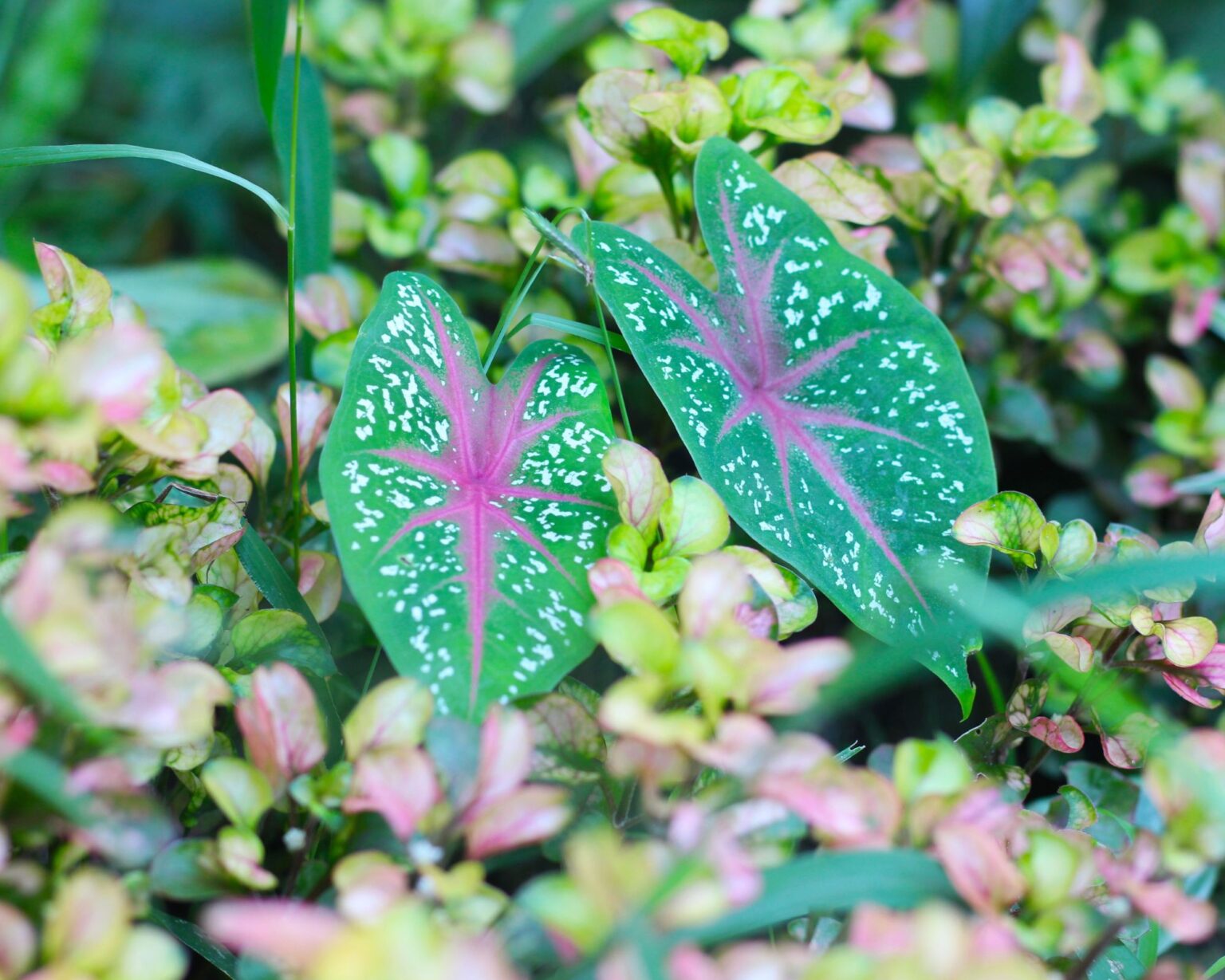 Tropical Vibes: 15 Big Leaf Plants to Enrich Your Garden - Complete ...