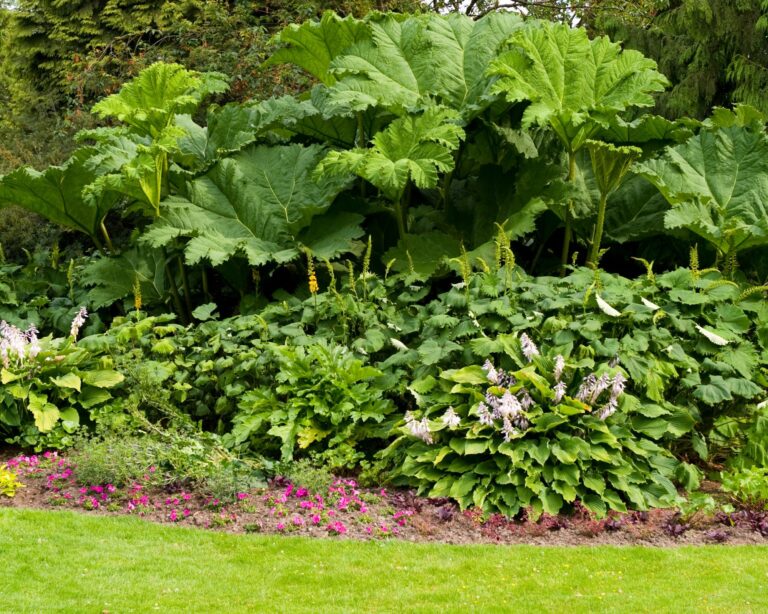 Tropical Vibes: 15 Big Leaf Plants to Enrich Your Garden - Complete ...