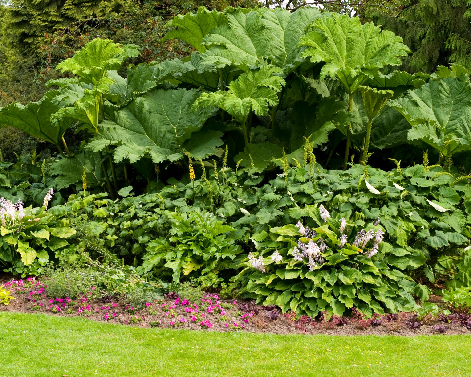 Tropical Vibes: 15 Big Leaf Plants to Enrich Your Garden - Complete ...