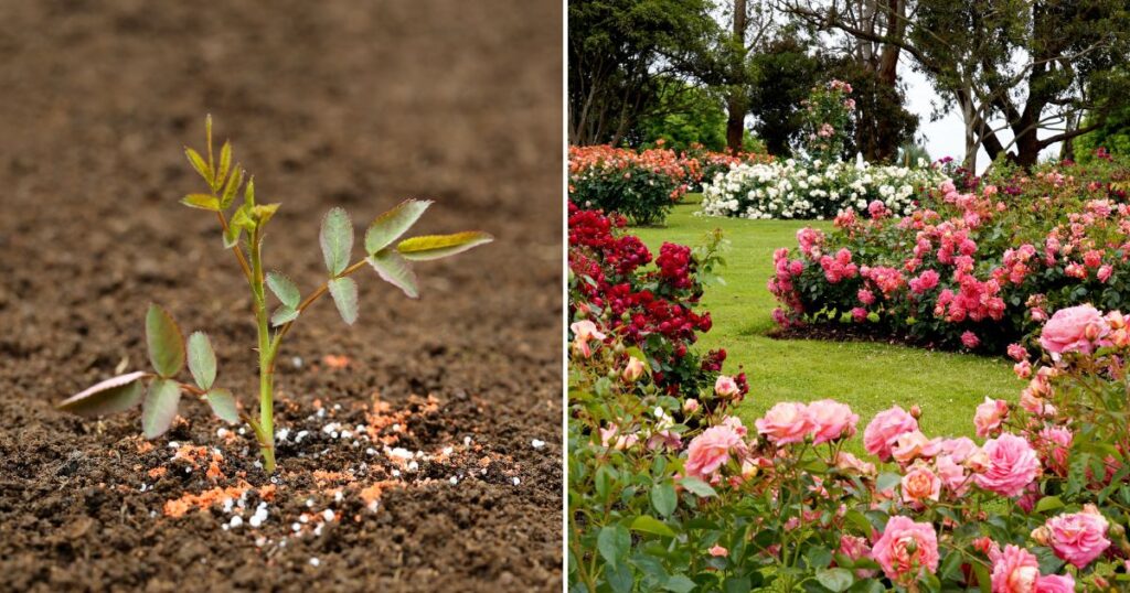 Creating a Rose Garden: From Planting to Perfect Care - Complete Gardening