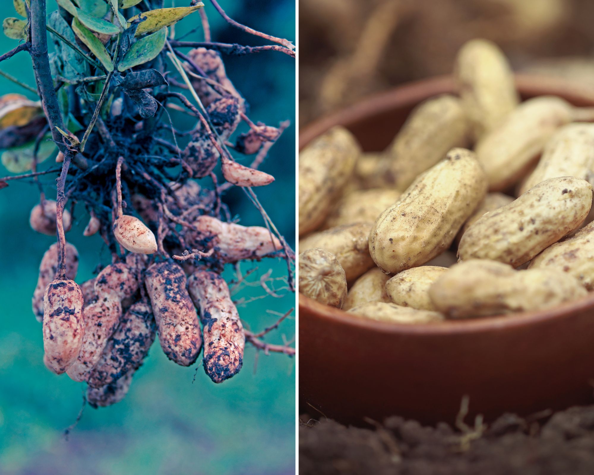 Peanut Growing in Pots: Easy Steps for Success - Complete Gardening