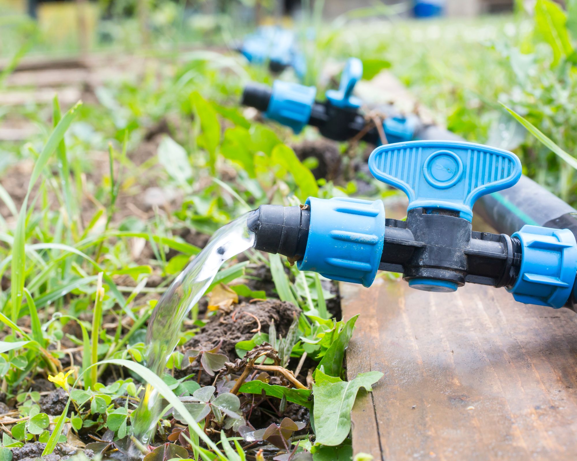 Best Watering Gear: Gardeners’ Top Picks - Complete Gardening