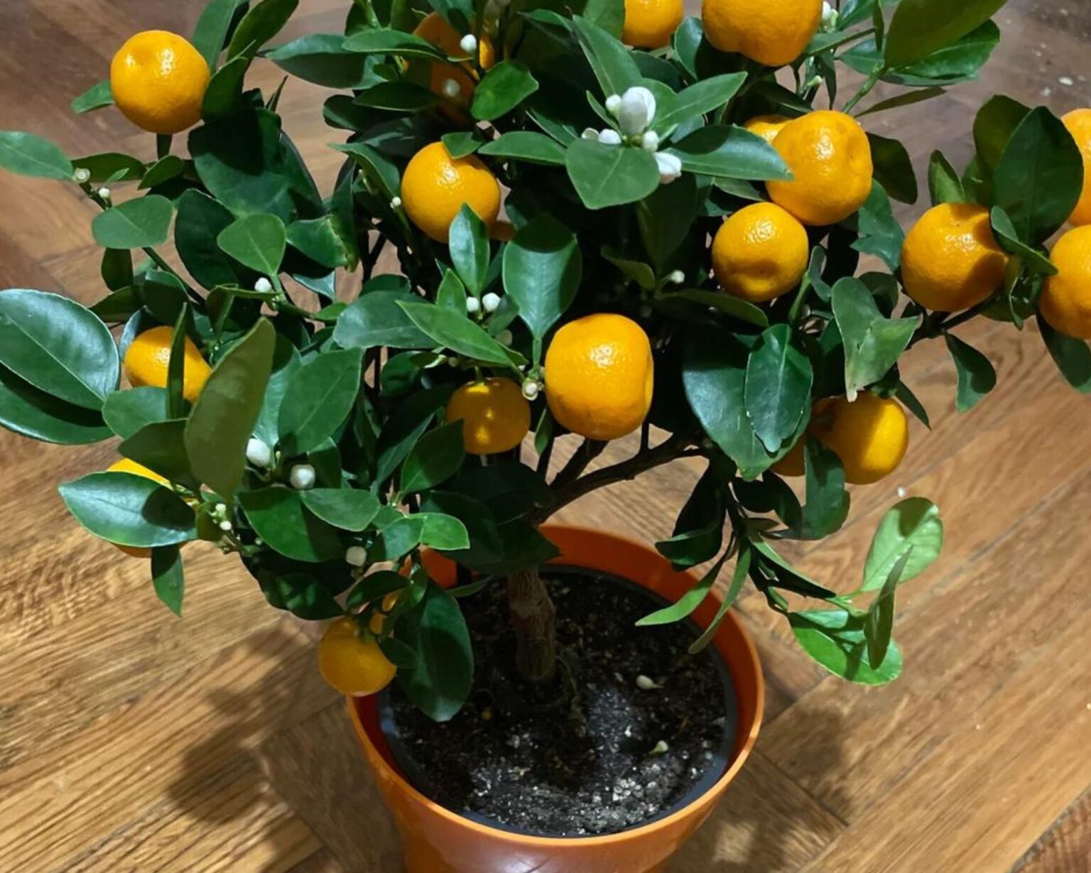 Watering Indoor Citrus: Are You Doing It Right? - Complete Gardening
