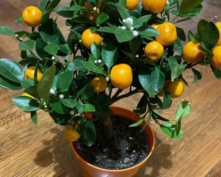 Watering Indoor Citrus: Are You Doing It Right? - Complete Gardening
