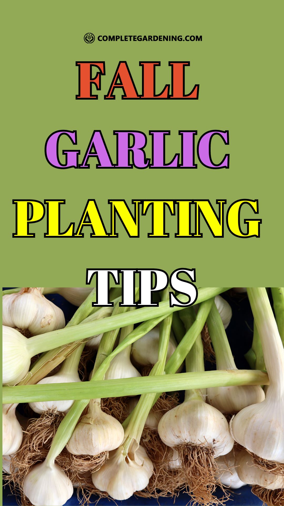 Fall Garlic Planting Tips for a Thriving Summer Crop - Complete Gardening