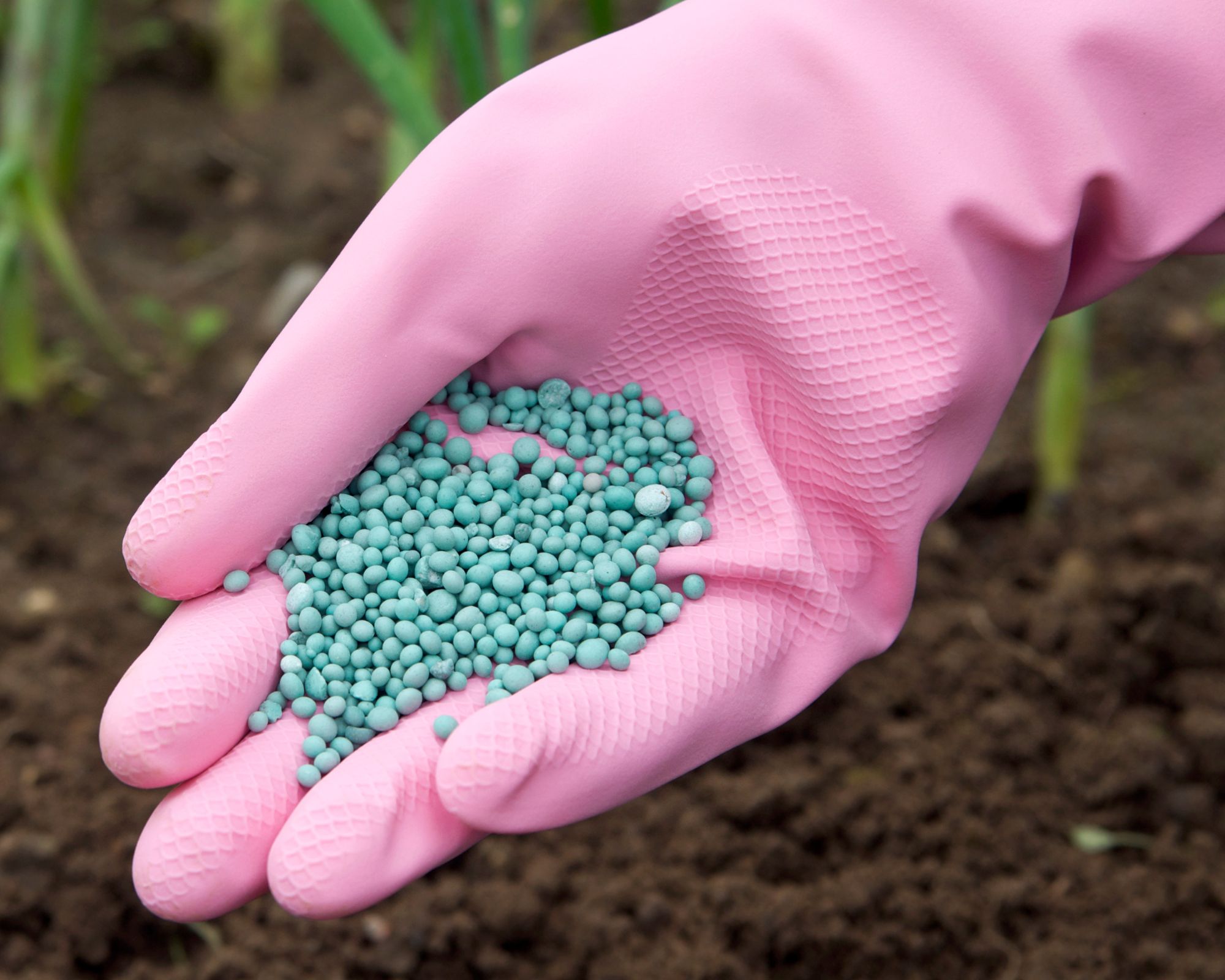 Warm-Weather Gardening: Tips for Dividing and Planting Perennials ...