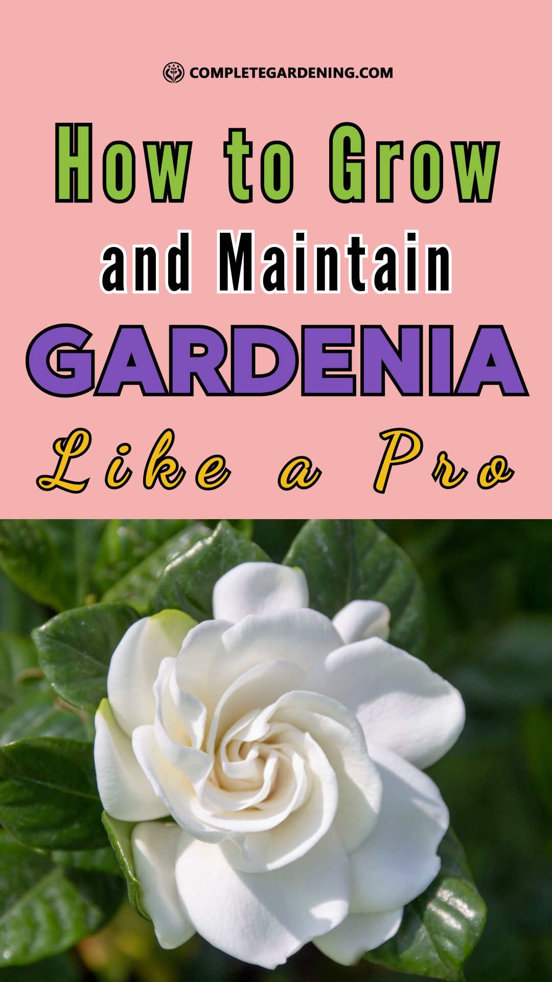 Fragrant Gardenias: How to Grow and Maintain Blooms Like a Pro ...