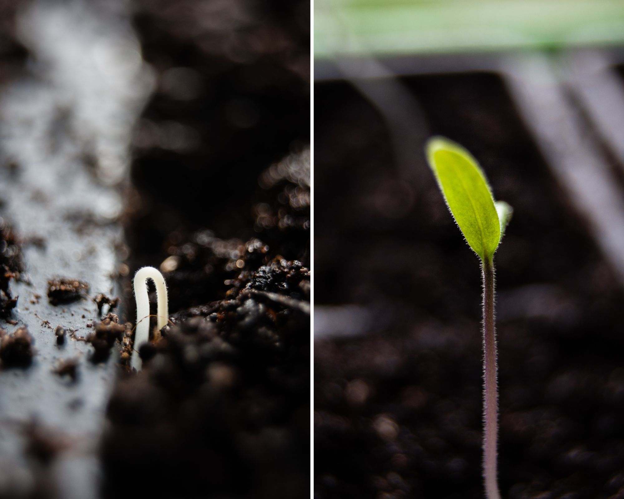 Indoor Tomato Seed Starting: Timing and Tips for Success - Complete ...