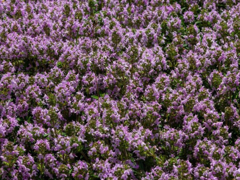 11 Ground Cover Plants That Can Replace Your Grass - Complete Gardening
