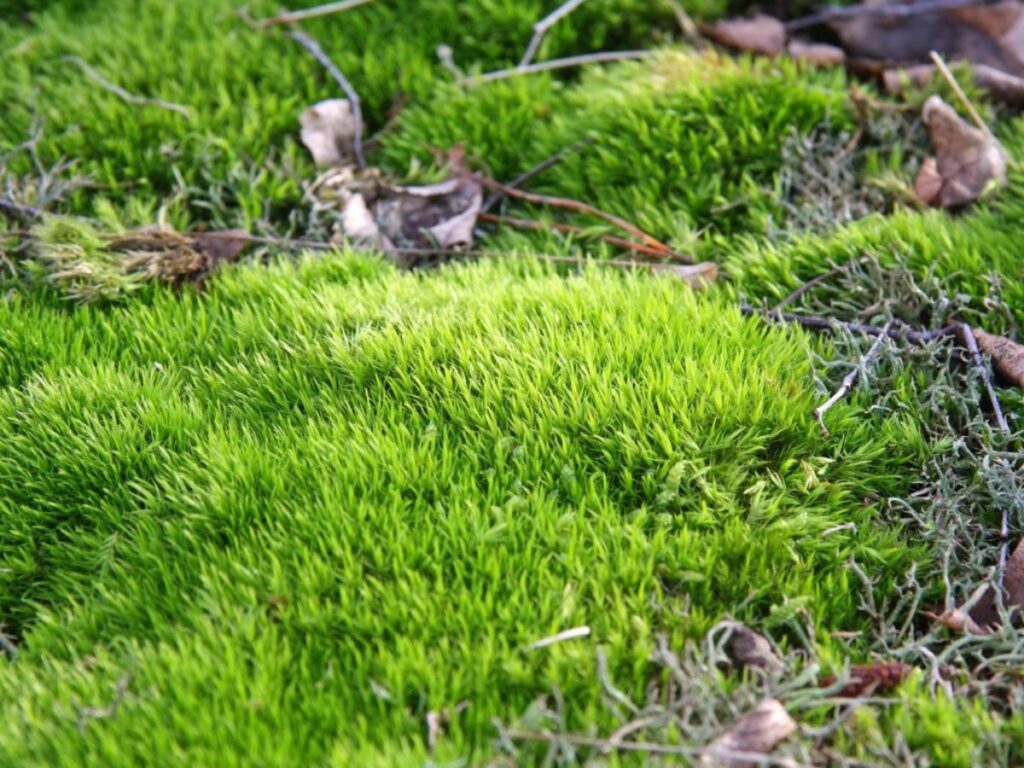 11 Ground Cover Plants That Can Replace Your Grass - Complete Gardening