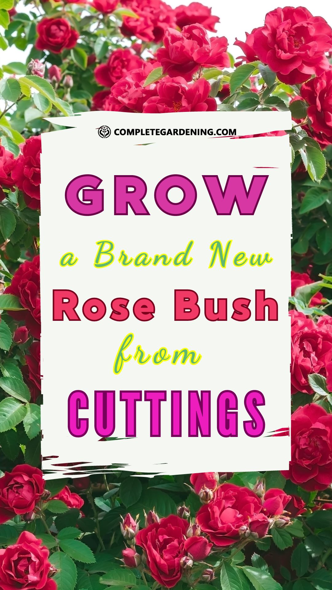 Grow a Brand New Rose Bush from Cuttings: What's the Magic? - Complete ...