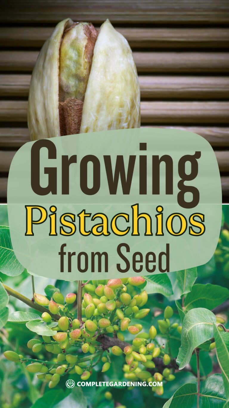 Growing Pistachios from Seed: Step by Step - Complete Gardening