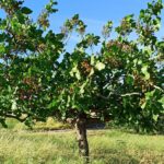 Growing Pistachios from Seed: Step by Step - Complete Gardening