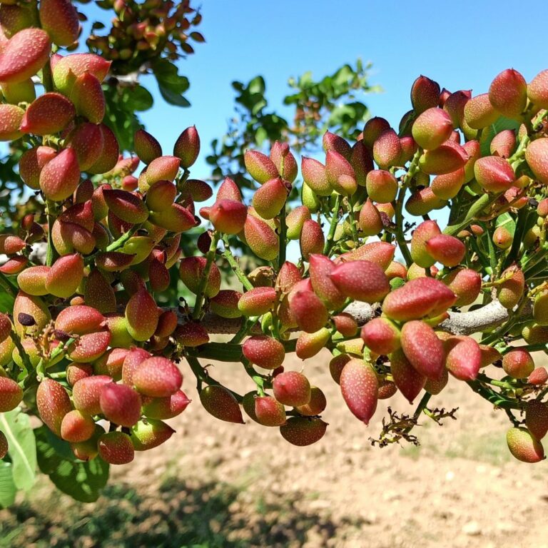 Growing Pistachios from Seed: Step by Step - Complete Gardening