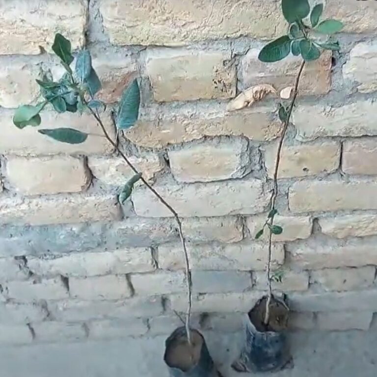 Growing Pistachios from Seed: Step by Step - Complete Gardening