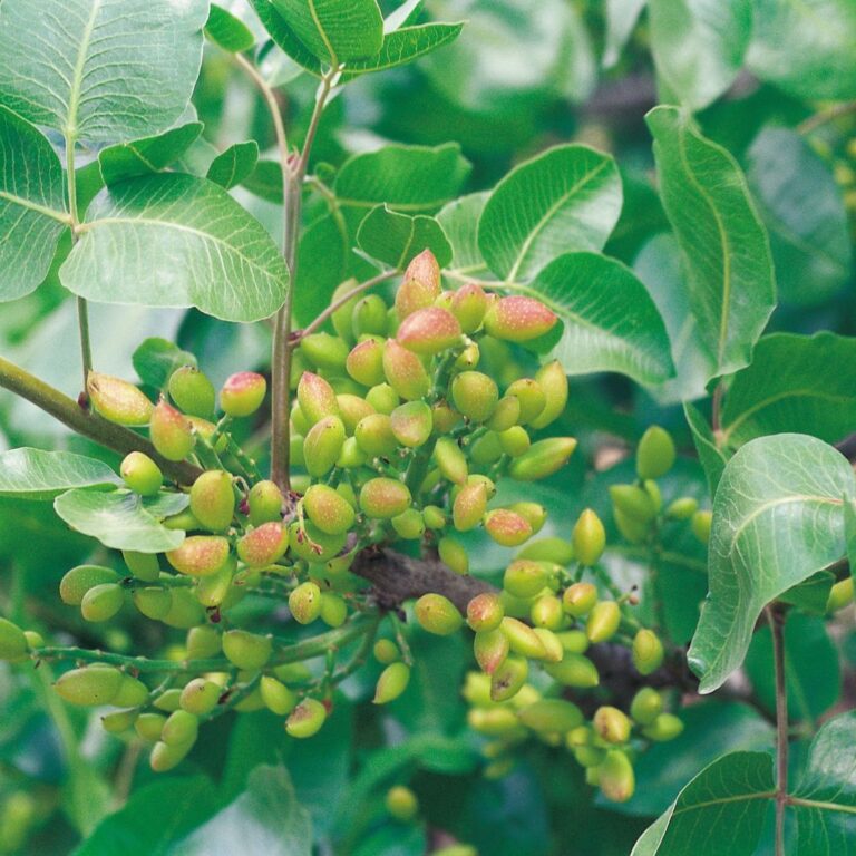 Growing Pistachios from Seed: Step by Step - Complete Gardening