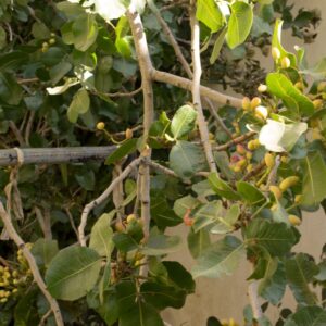 Growing Pistachios from Seed: Step by Step - Complete Gardening