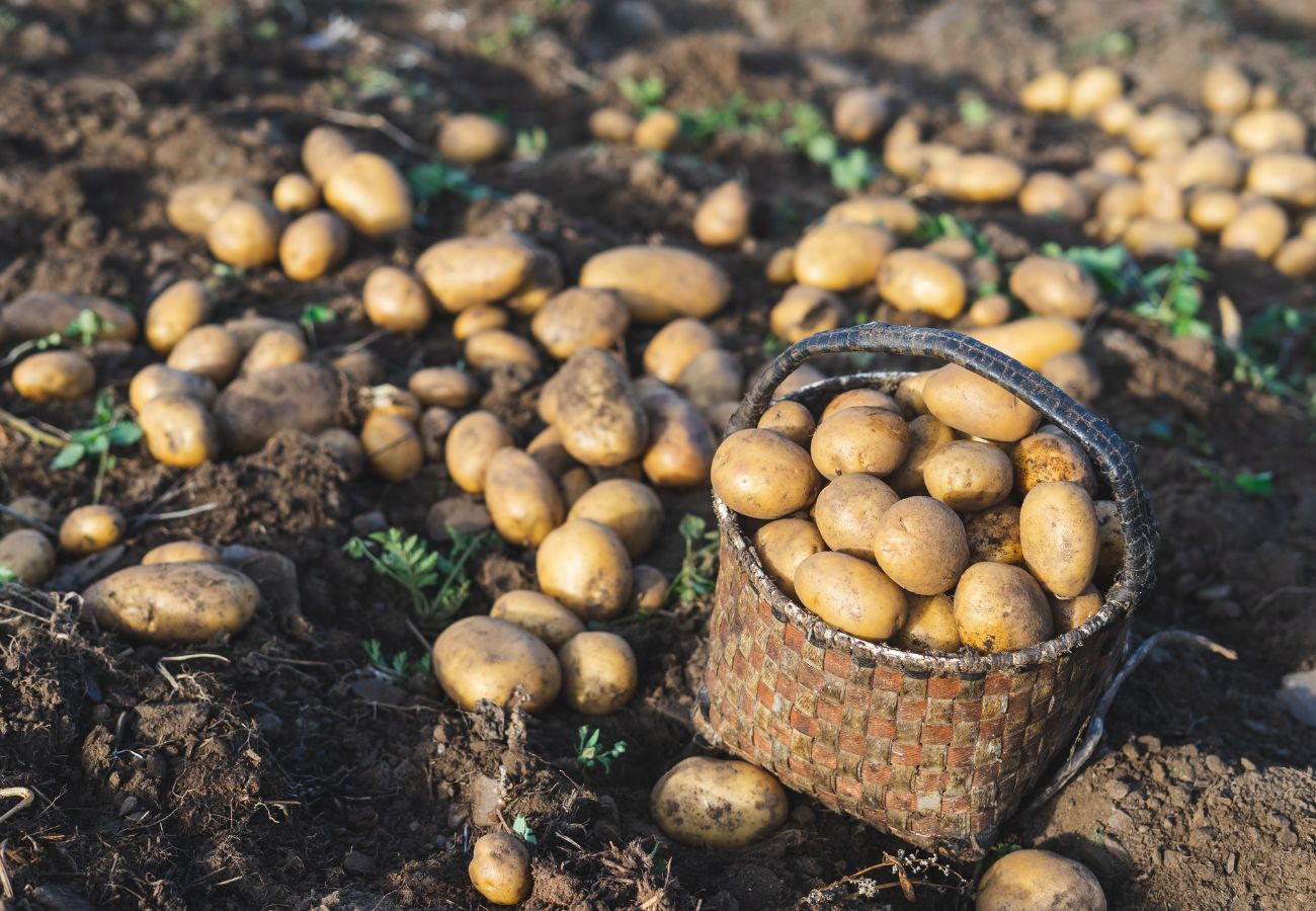 10 Potato-Growing Problems You Need to Know & How to Fix Them ...