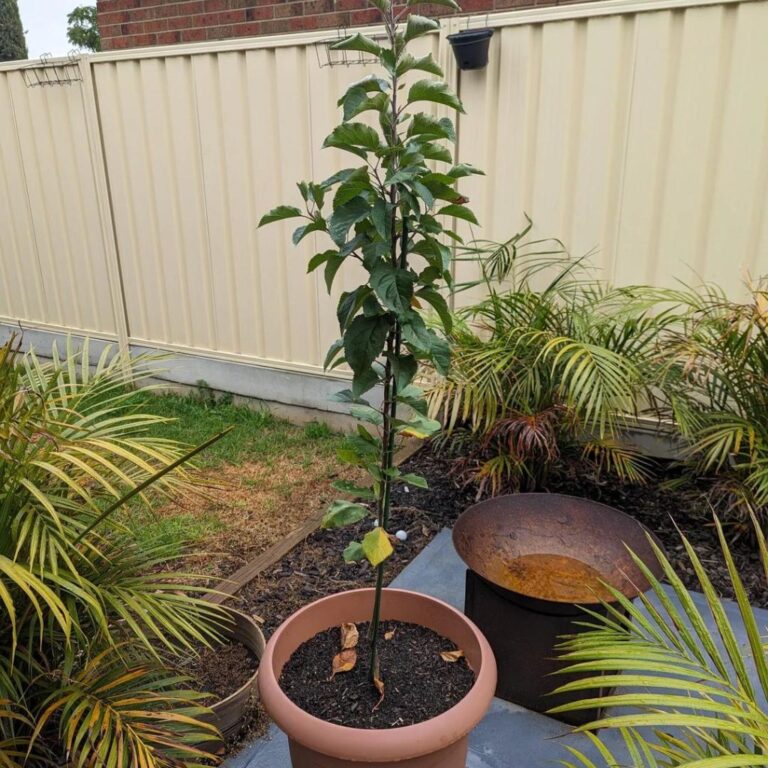 A Step-by-Step Guide to Growing Your Own Apple Tree for Delicious ...
