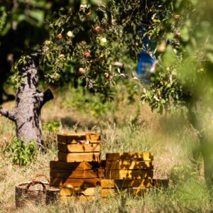 A Step-by-Step Guide to Growing Your Own Apple Tree for Delicious ...