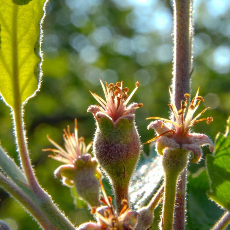 A Step-by-Step Guide to Growing Your Own Apple Tree for Delicious ...