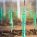 A Step-by-Step Guide to Growing Your Own Apple Tree for Delicious ...