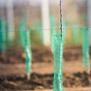 A Step-by-Step Guide to Growing Your Own Apple Tree for Delicious ...