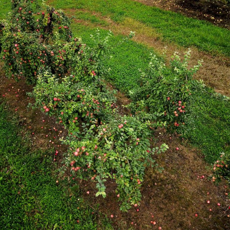 A Step-by-Step Guide to Growing Your Own Apple Tree for Delicious ...