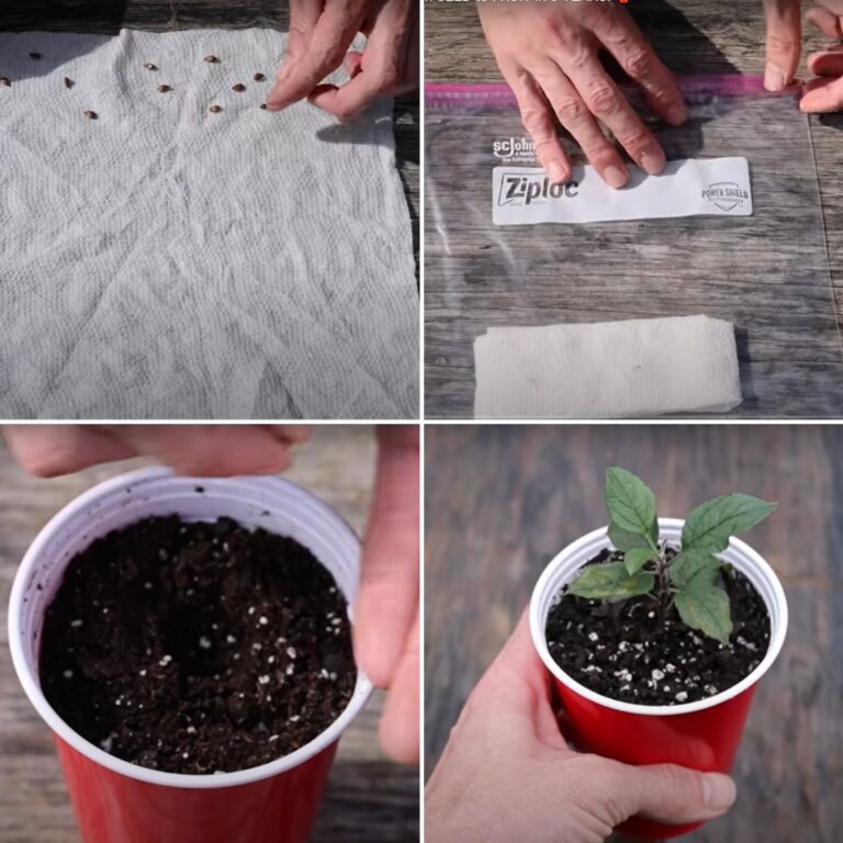 A Step-by-Step Guide to Growing Your Own Apple Tree for Delicious ...
