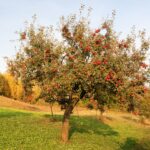 A Step-by-Step Guide to Growing Your Own Apple Tree for Delicious ...