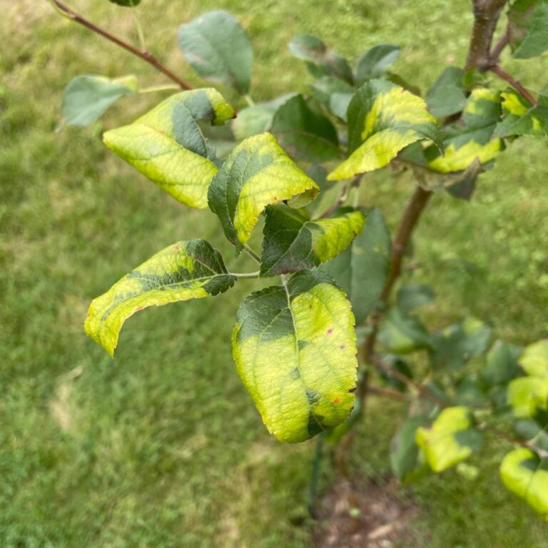 A Step-by-Step Guide to Growing Your Own Apple Tree for Delicious ...