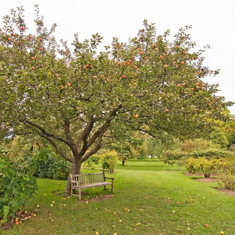 A Step-by-Step Guide to Growing Your Own Apple Tree for Delicious ...