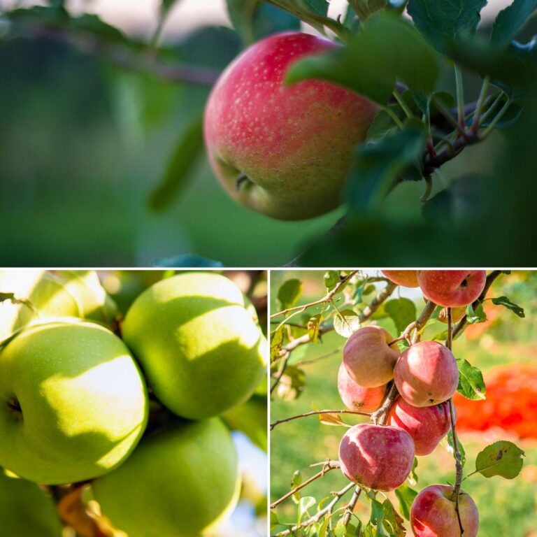 A Step-by-Step Guide to Growing Your Own Apple Tree for Delicious ...