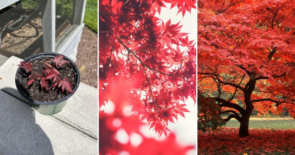 Growing and Caring for Japanese Maples - Complete Gardening