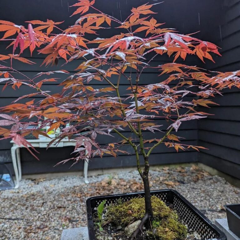 Growing and Caring for Japanese Maples - Complete Gardening
