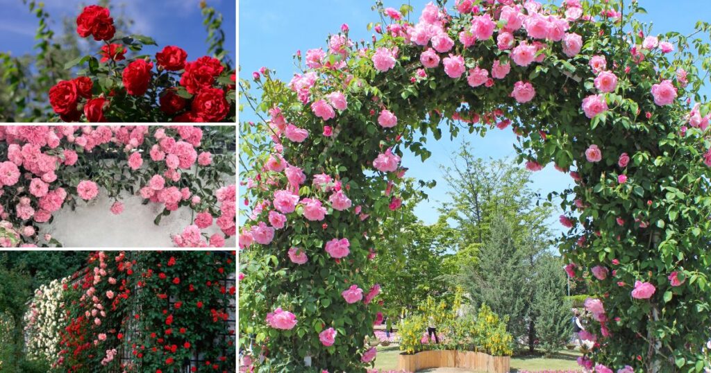 Hedge or Privacy Screen with Roses? Discover the 23 Best Varieties ...