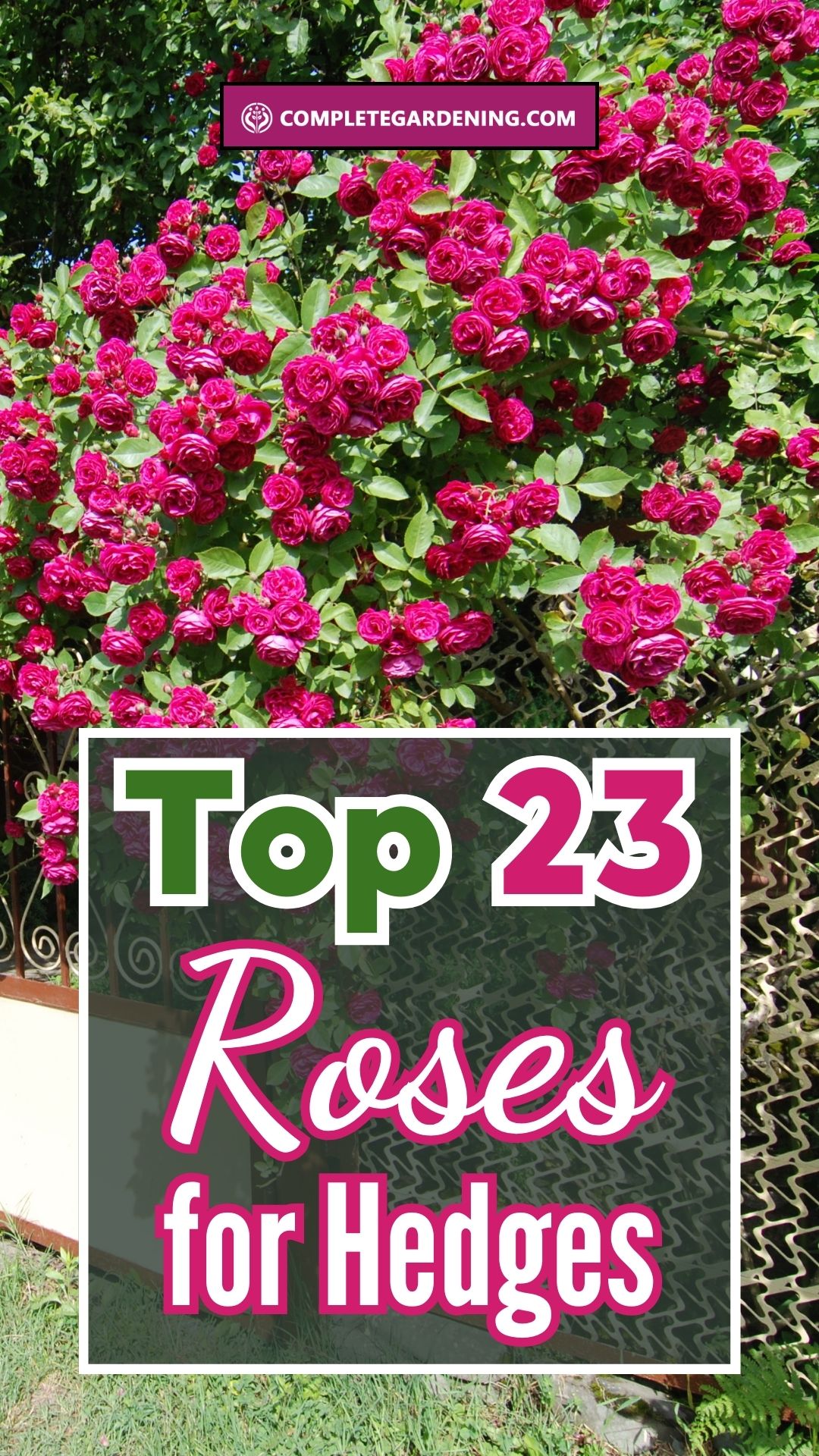 Hedge or Privacy Screen with Roses? Discover the 23 Best Varieties ...