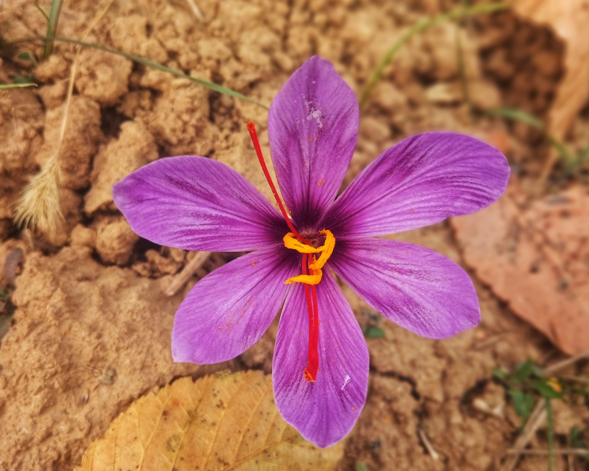 The Mystery of Saffron – How to Grow the World’s Most Expensive Spice ...