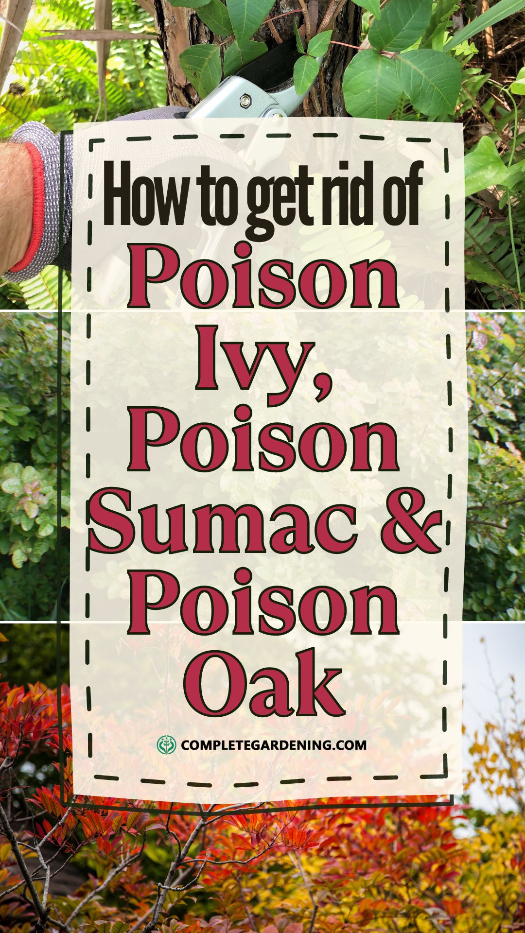 How To Get Rid Of Poison Ivy, Poison Sumac and Poison Oak Fast ...