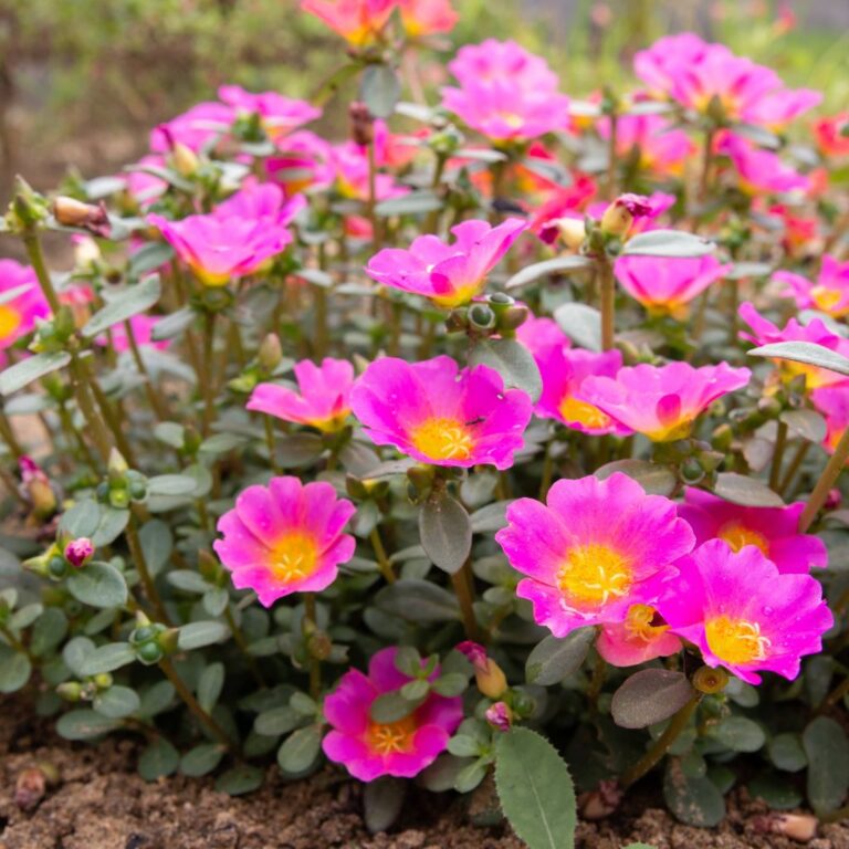 How to Grow and Care for Portulaca: Tips for Colorful Blooms All Season ...