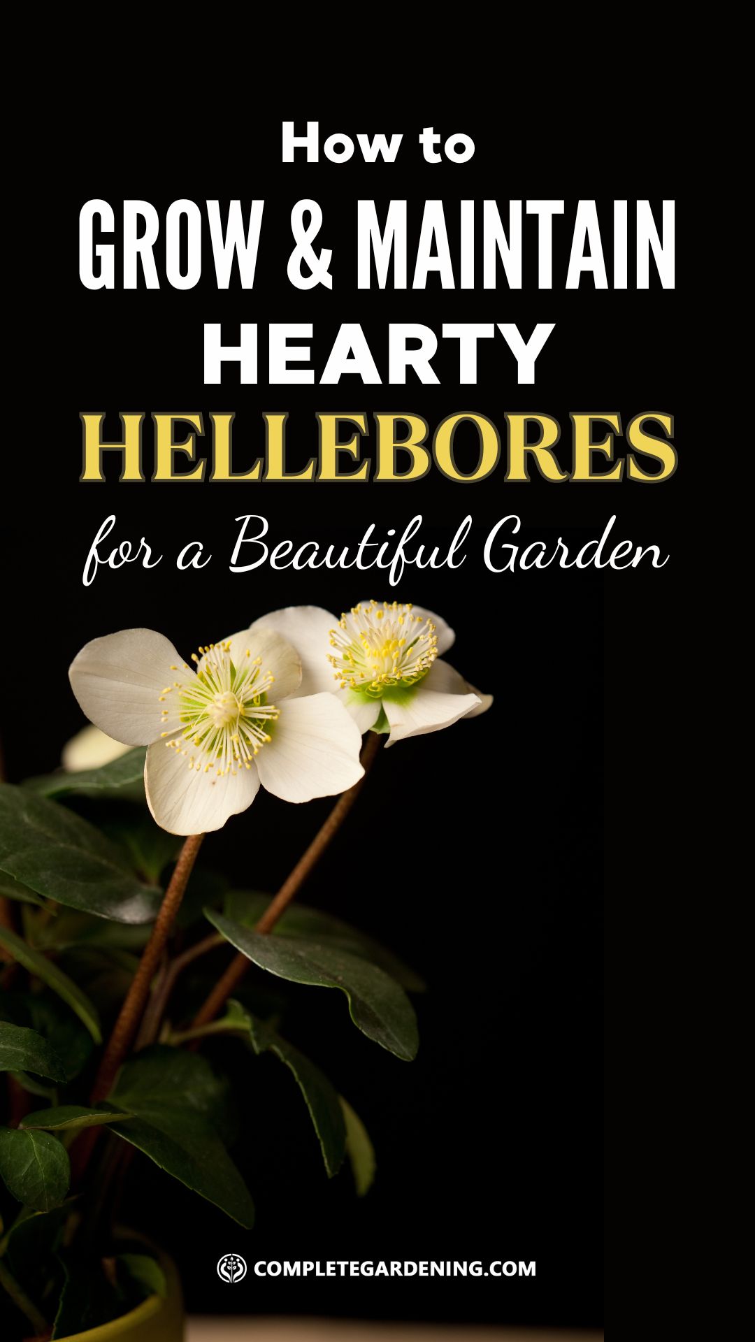 How to Grow and Maintain Hearty Hellebores for a Beautiful Garden ...
