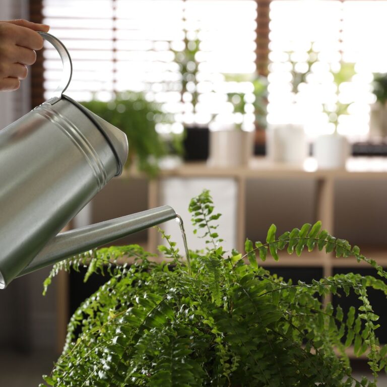 How to Grow and Maintain Lush Ferns - Complete Gardening