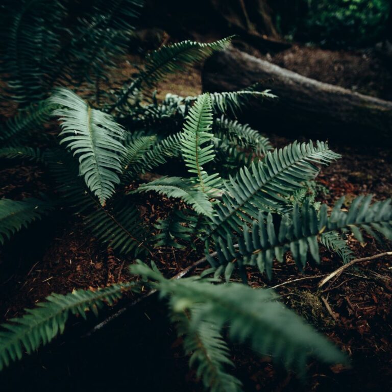 How to Grow and Maintain Lush Ferns - Complete Gardening