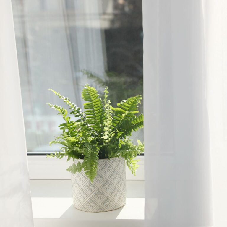 How to Grow and Maintain Lush Ferns - Complete Gardening