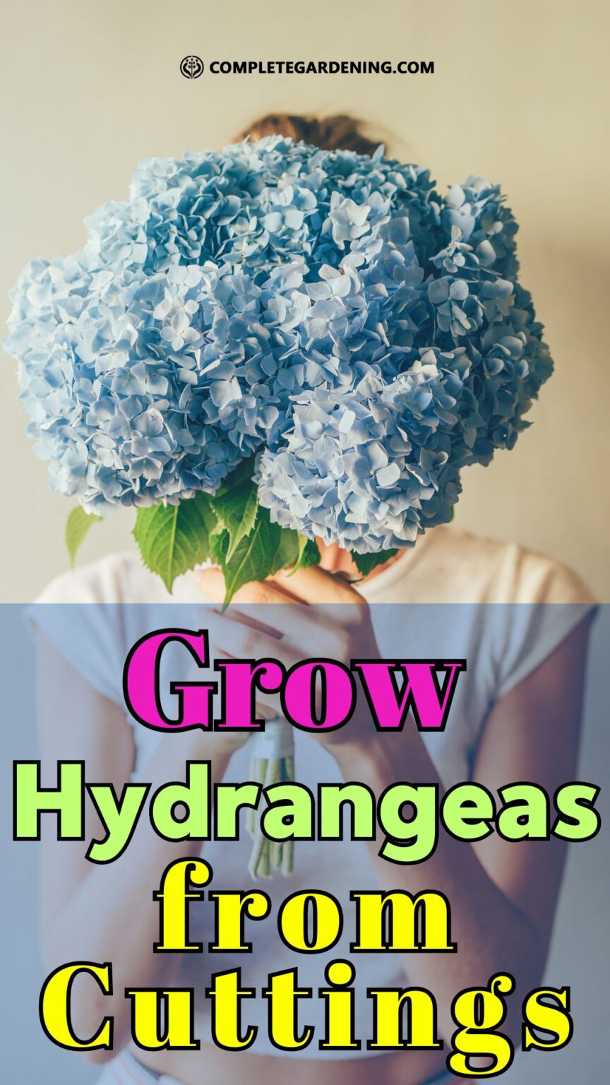How to Successfully Grow Hydrangeas from Cuttings: A Step-by-Step Guide - Complete Gardening