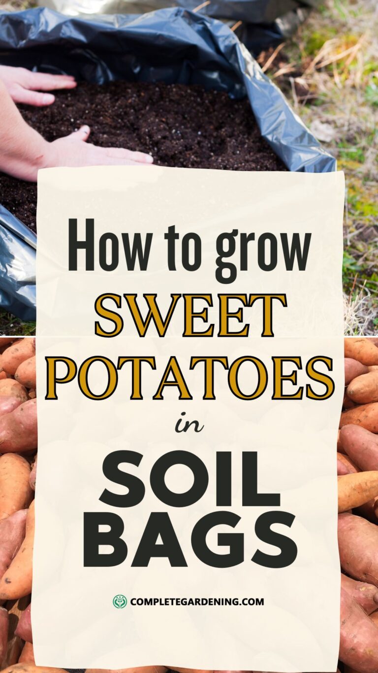 How to grow Sweet Potatoes in Soil Bags - Complete Gardening