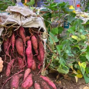 How to grow Sweet Potatoes in Soil Bags - Complete Gardening