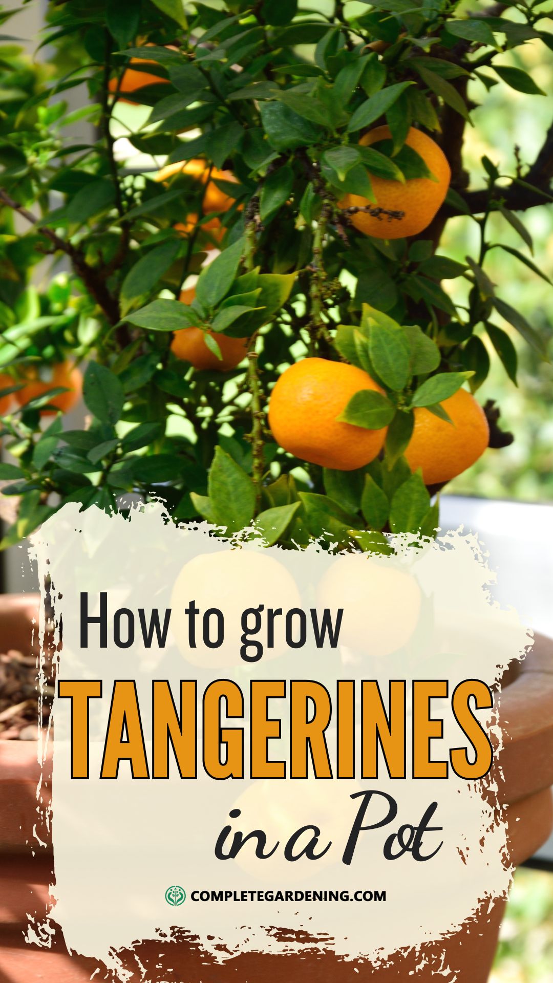 How to grow Tangerines in a Pot – Step by step - Complete Gardening